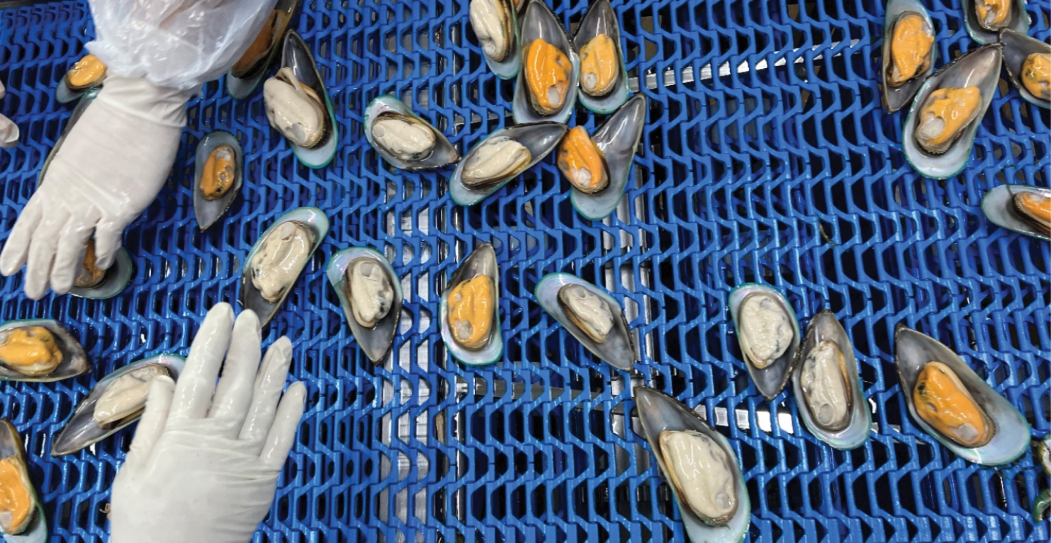 New Zealand Aquaculture Shellfish Processors and Third-Party ...
