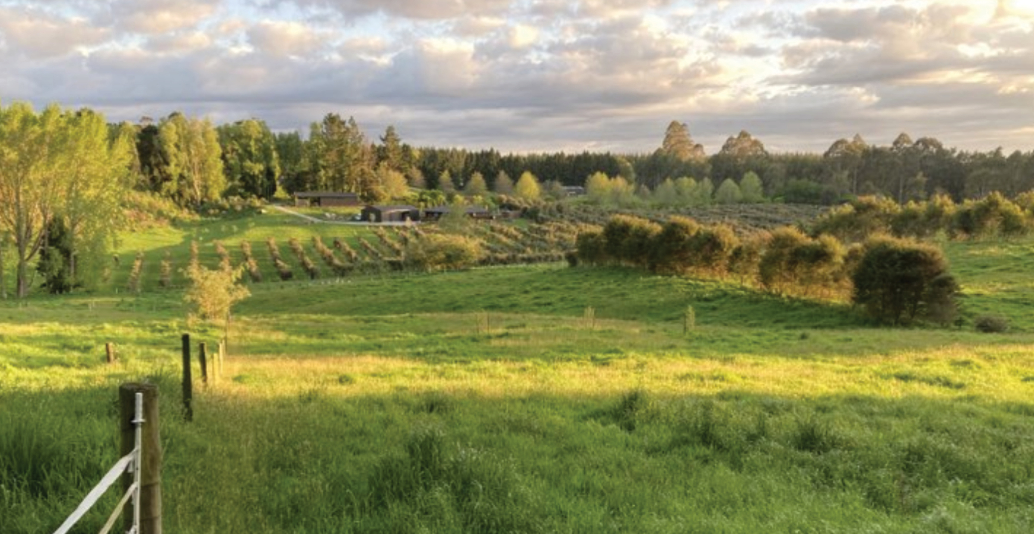 Small-scale food growers and their role in New Zealand’s sustainable ...