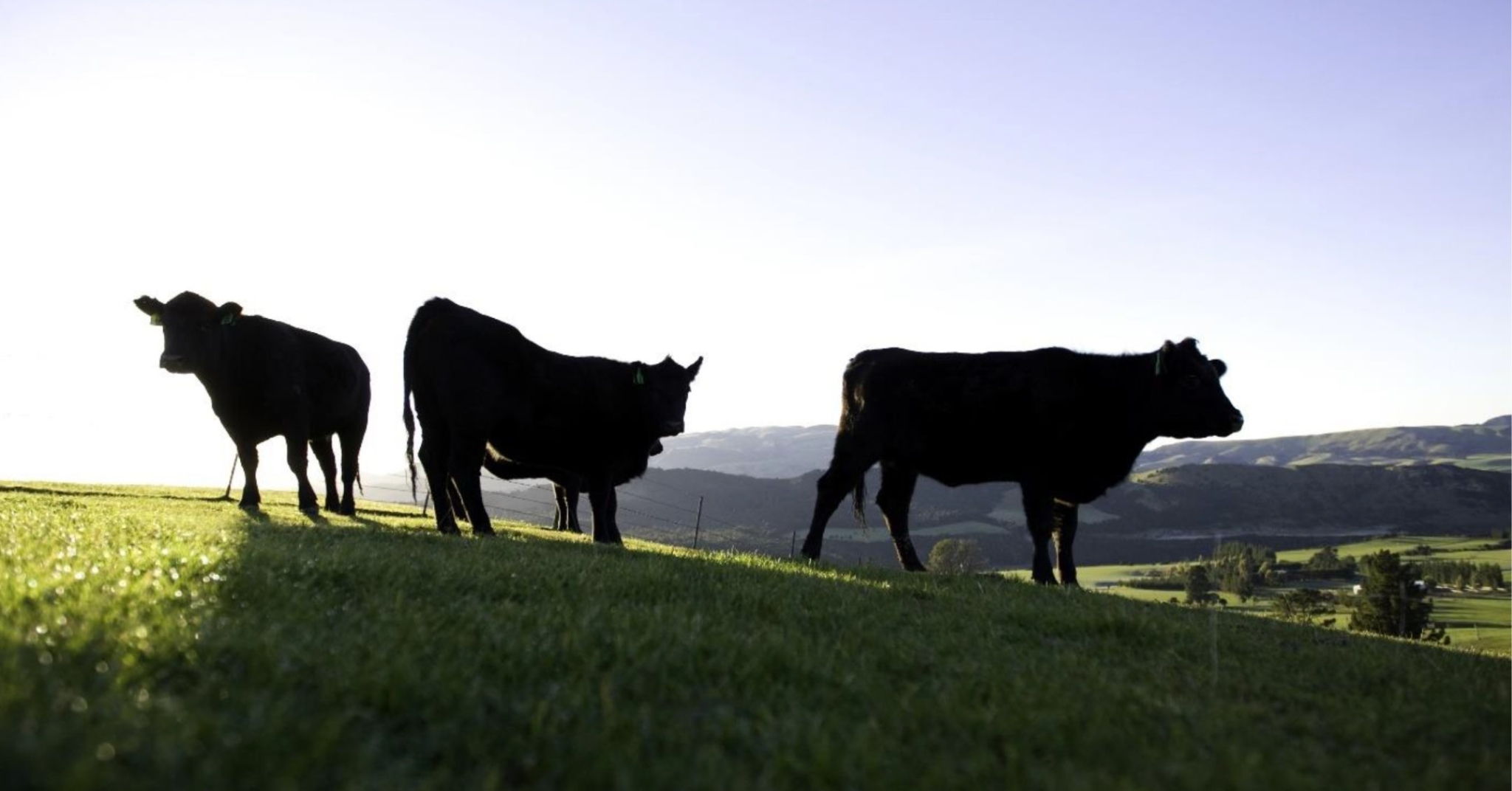 What’s the beef? Opportunities for beef on dairy in New Zealand ...
